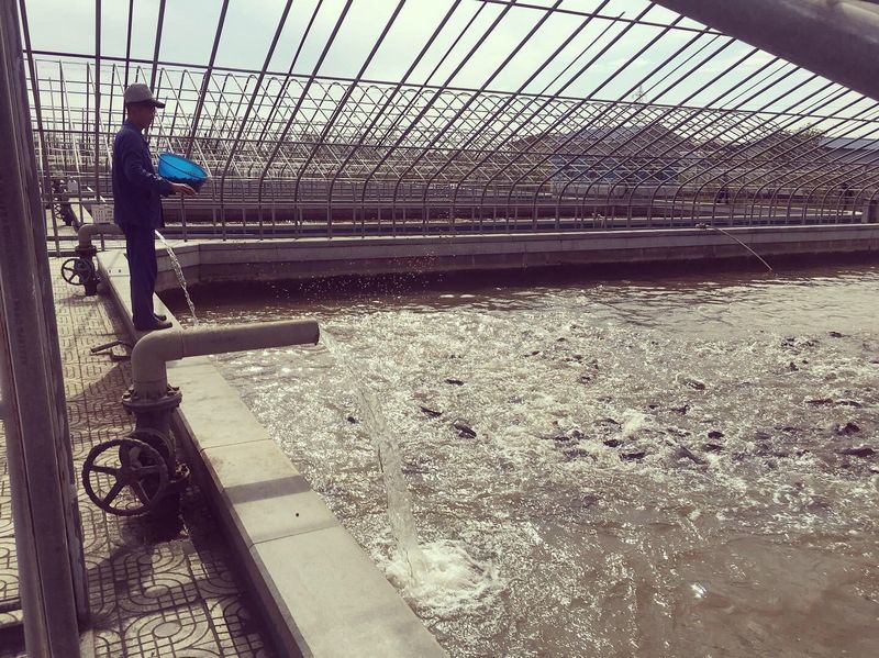 Pyongyang Catfish Farm | North Korea Travel Guide - Koryo Tours