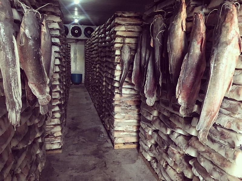 Pyongyang Catfish Farm | North Korea Travel Guide - Koryo Tours