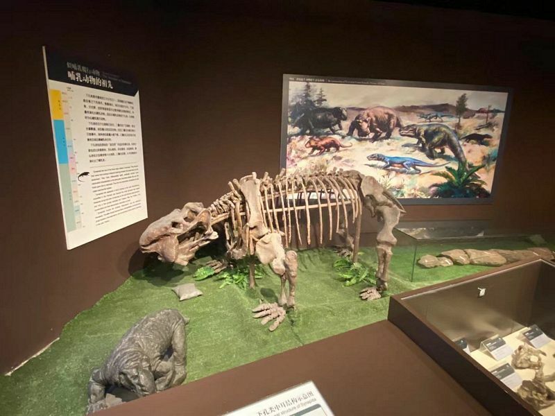 Museums of Beijing: Paleozoological Museum of China - Koryo Tours