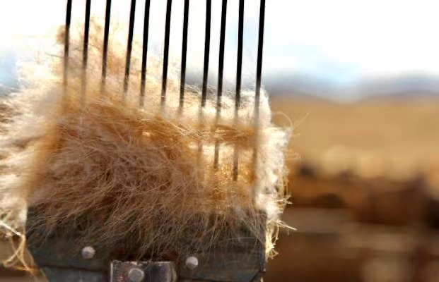 Just What IS Cashmere? (2021) - Koryo Tours